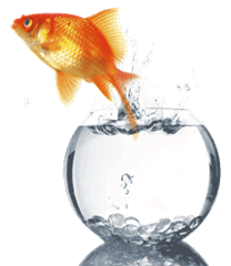 The Goldfish Effect | DevCentral