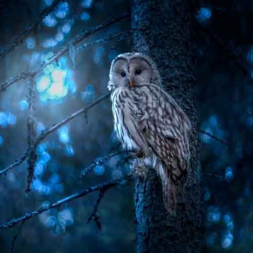 F5 BIG-IP DNS and LTM in Cisco ACI Multi-Site and Multi-Pod